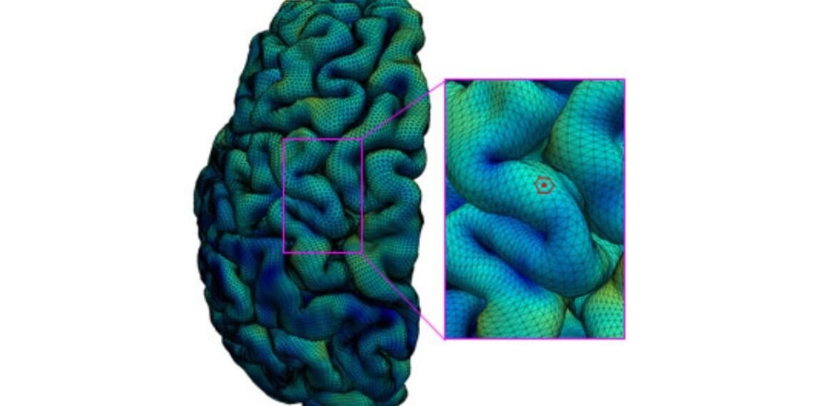 Cartographie du cortex cérébral du développement du cerveau humain à l ...
