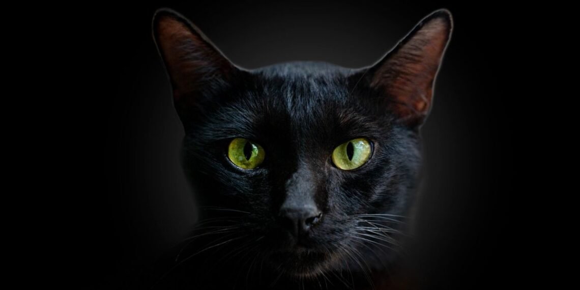 Les chats peuvent-ils vraiment voir dans le noir