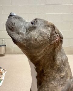 Shelter dog with one ear become so attached to the toy that he ripped ...